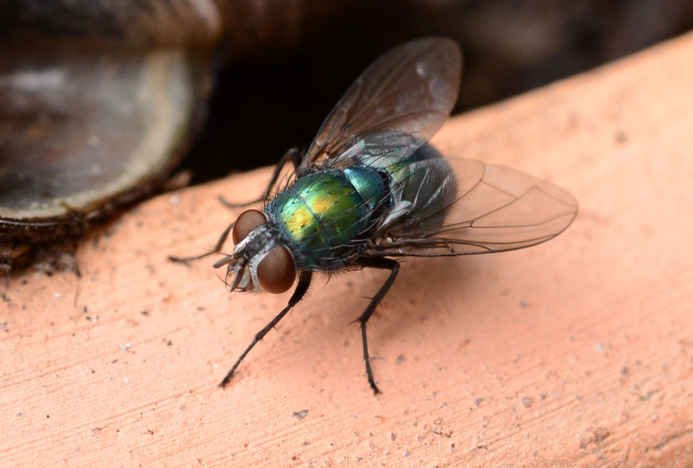 Grüne-Fliege-(Foto,-Cathrin - Beeomarkt Hangelar